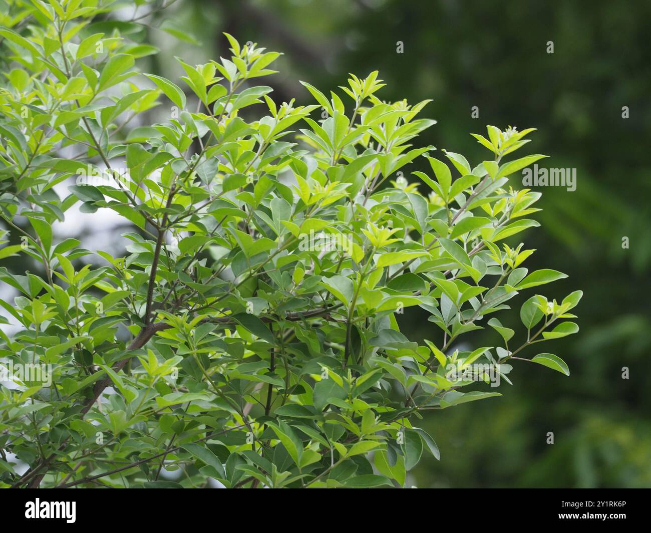 Five-leaved chaste tree (Vitex negundo) Plantae Stock Photo - Alamy