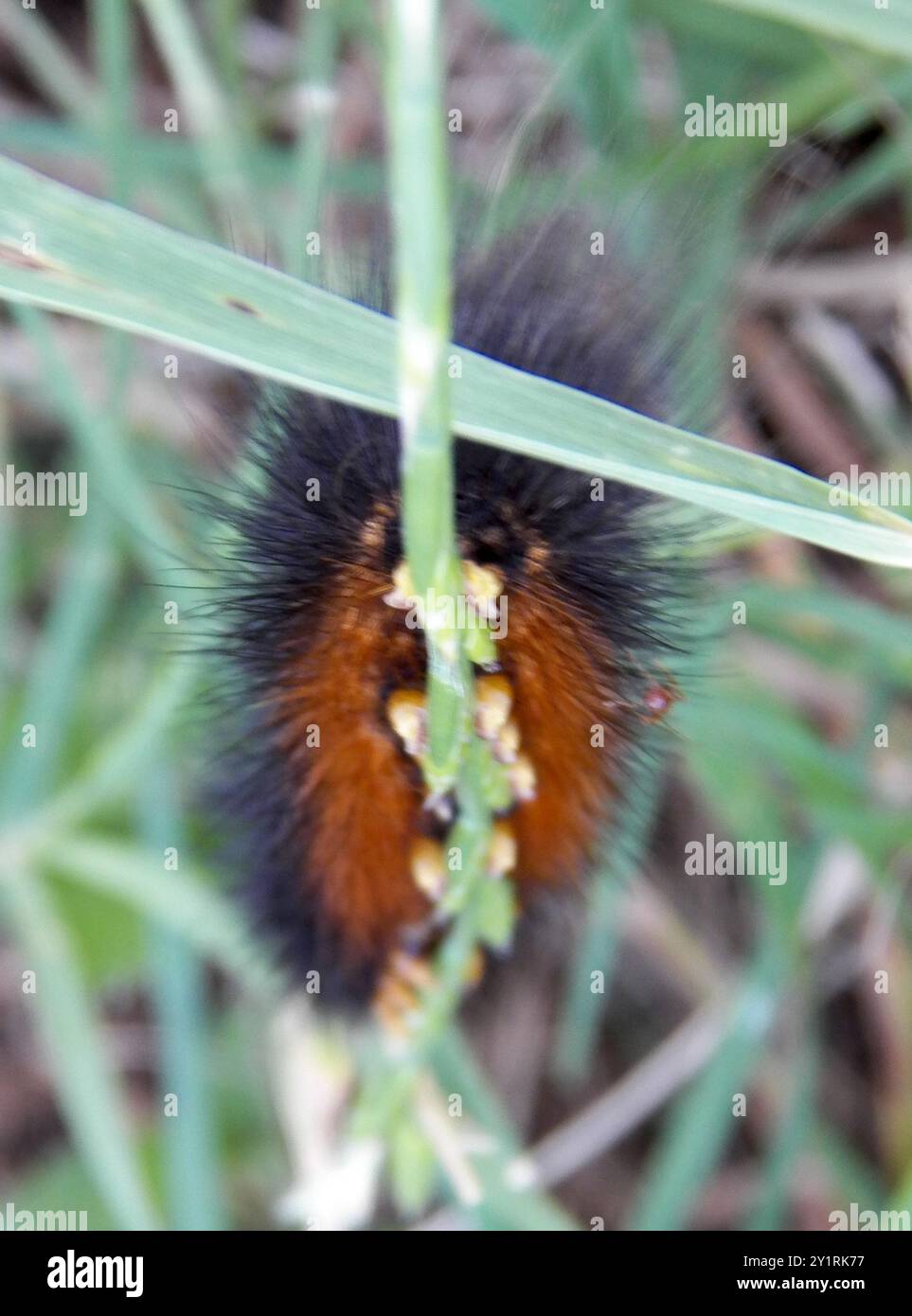 Salt Marsh Moth (Estigmene acrea) Insecta Stock Photo - Alamy