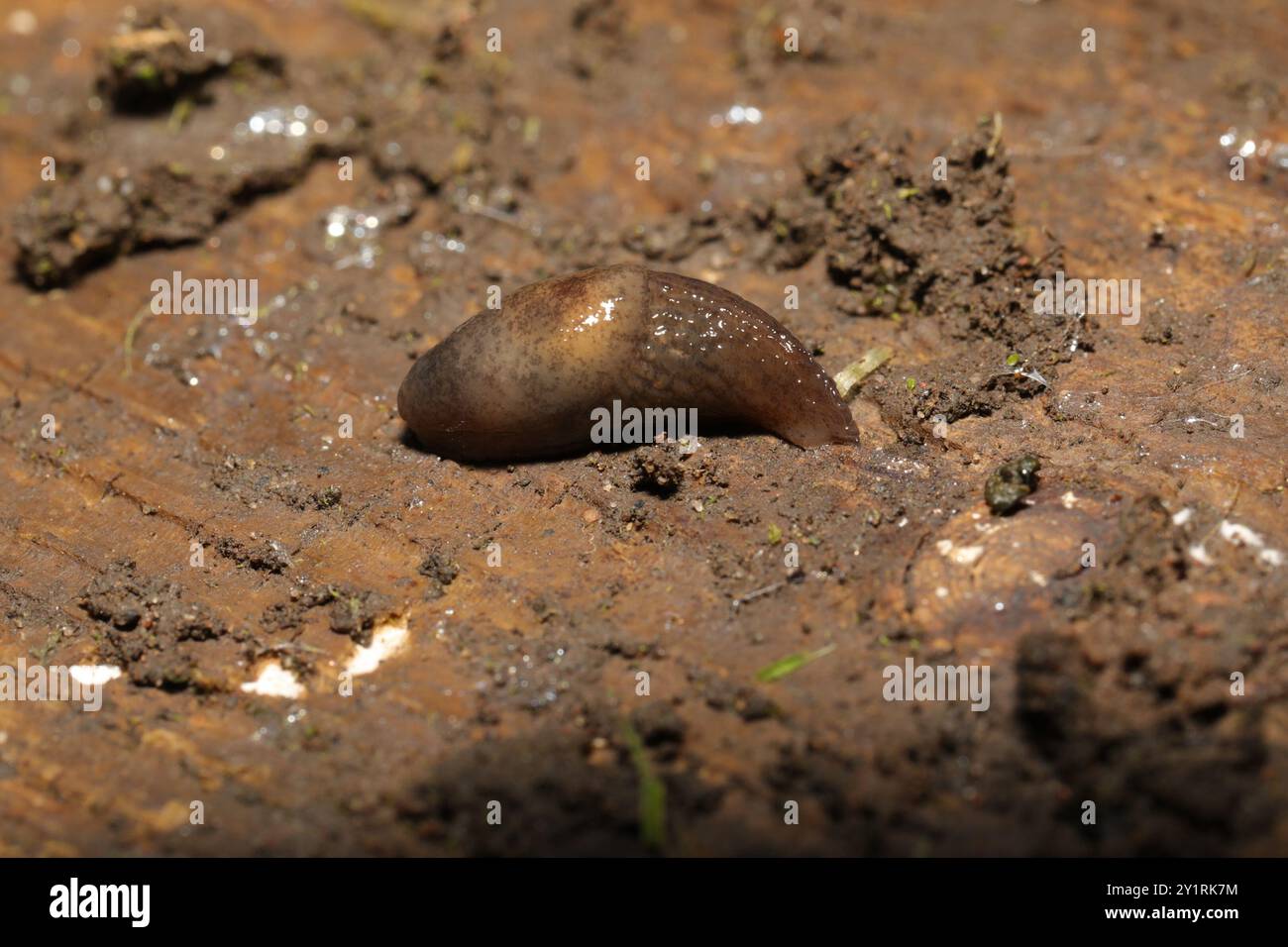 Milky Slug (Deroceras reticulatum) Mollusca Stock Photo - Alamy