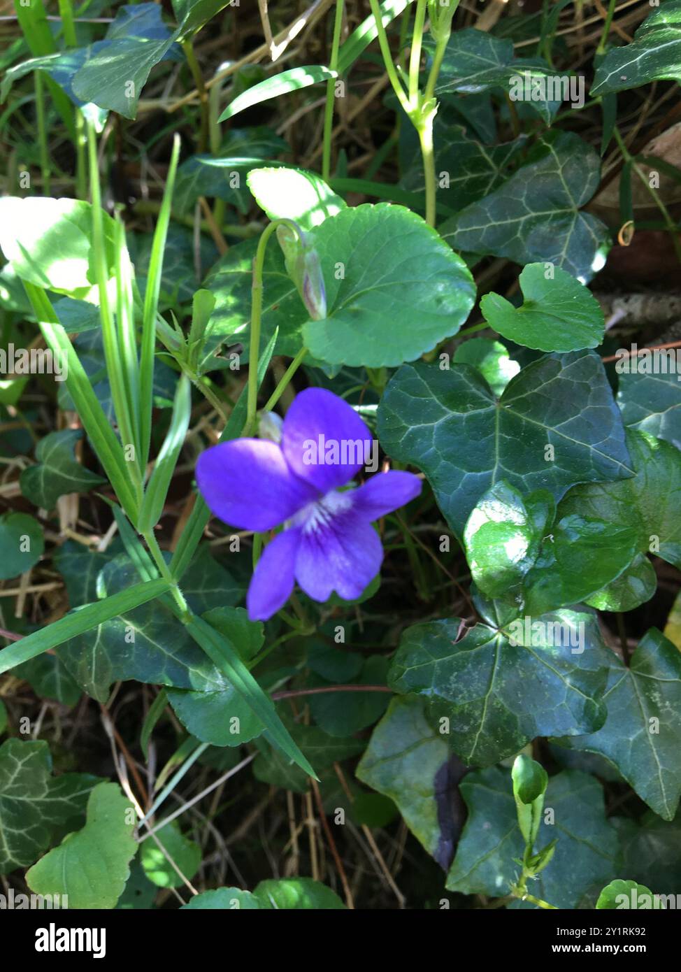common dog-violet (Viola riviniana) Plantae Stock Photo - Alamy
