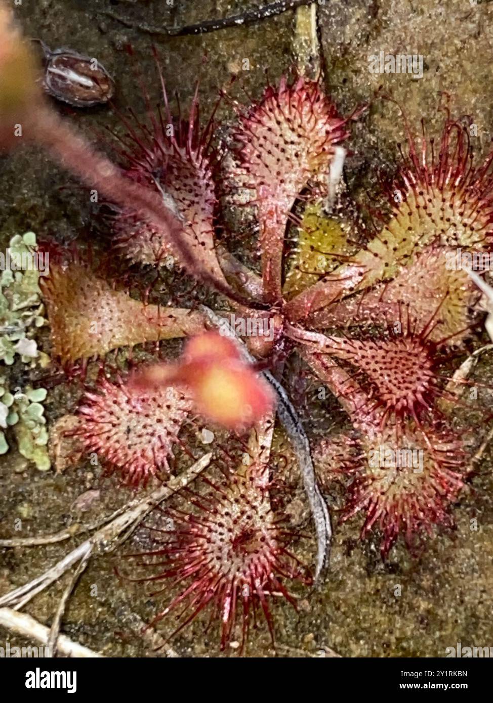 dwarf sundew (Drosera brevifolia) Plantae Stock Photo - Alamy
