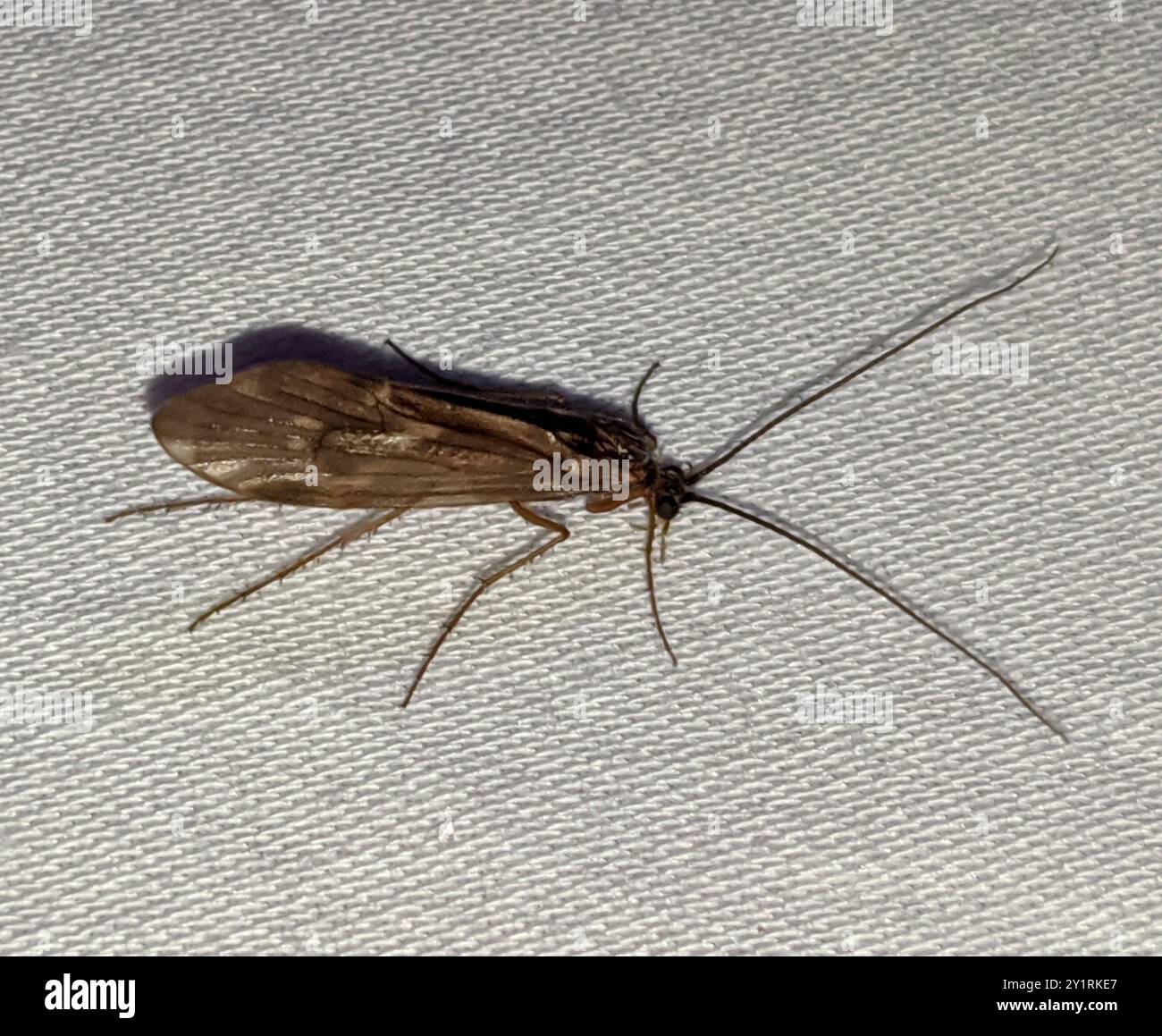 Northern Caddisflies (Limnephilidae) Insecta Stock Photo - Alamy