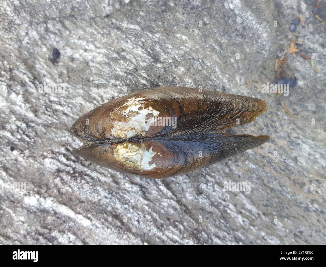 Floater Mussels (Pyganodon) Mollusca Stock Photo - Alamy