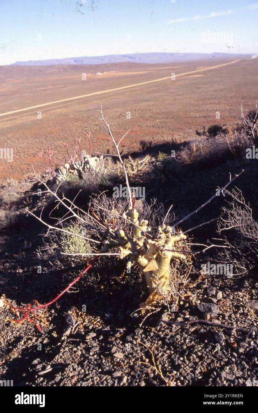 Butterbushes (Tylecodon) Plantae Stock Photo - Alamy