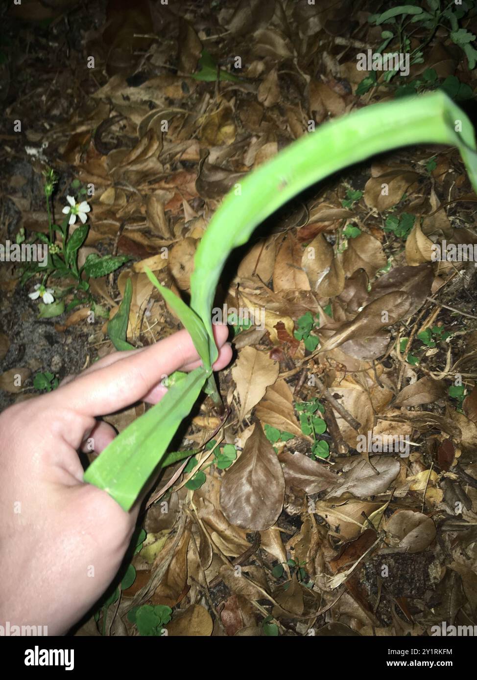 monocots (Liliopsida) Plantae Stock Photo - Alamy