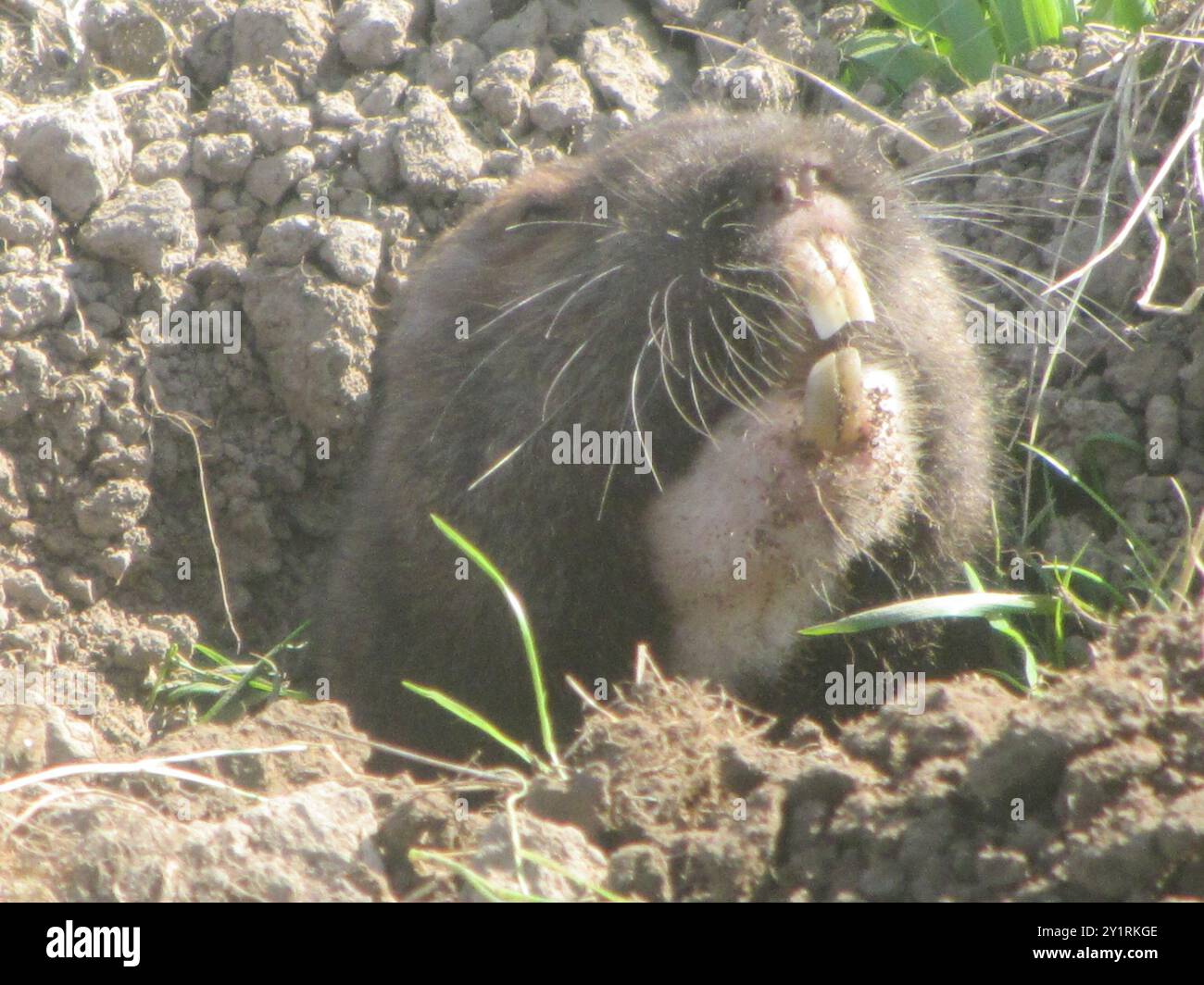 Camas Pocket Gopher (Thomomys bulbivorus) Mammalia Stock Photo - Alamy