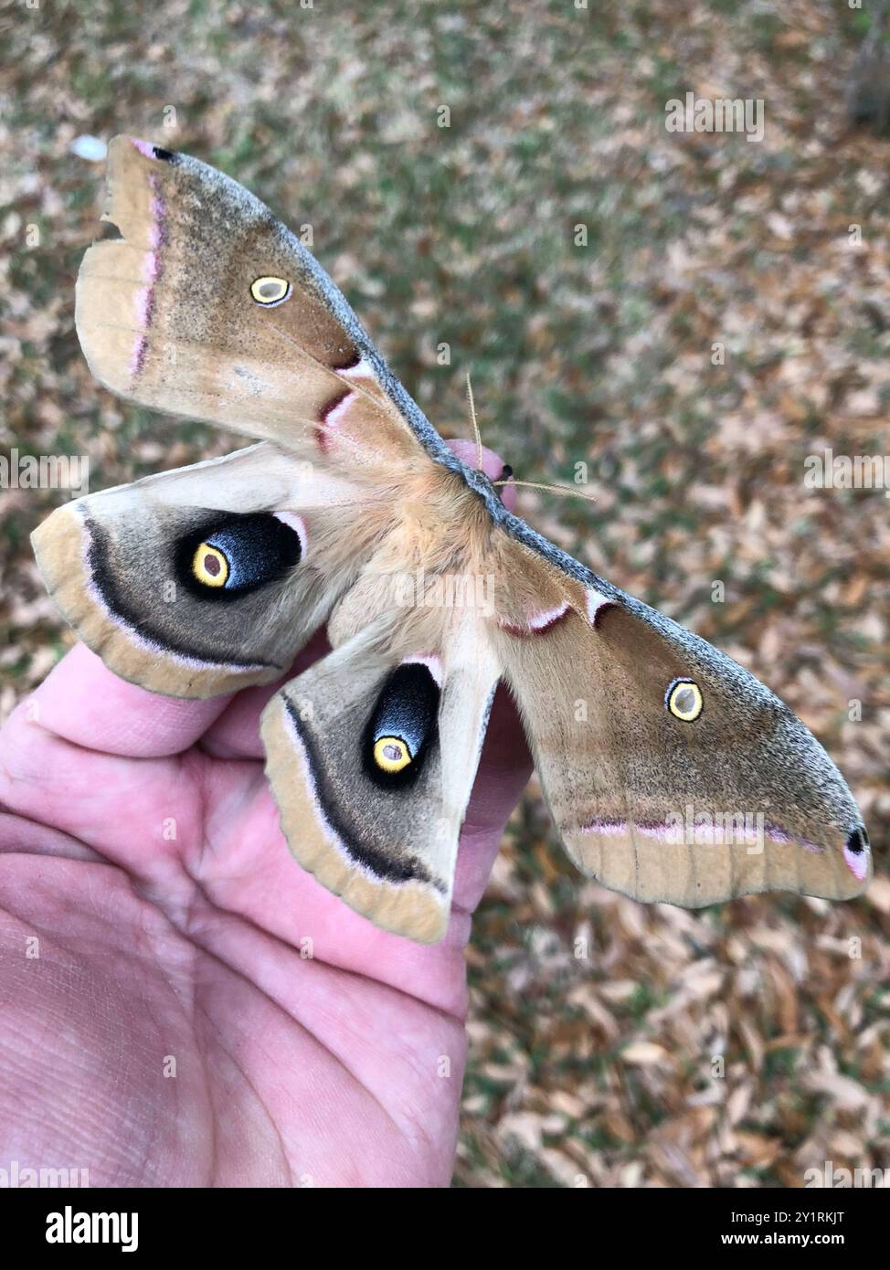 Polyphemus Moth (Antheraea polyphemus) Insecta Stock Photo - Alamy