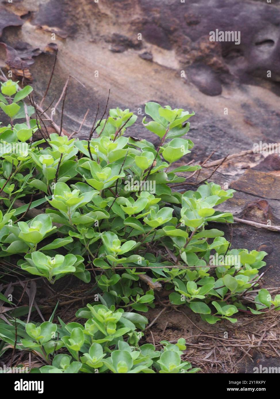 Beach Vitex (Vitex rotundifolia) Plantae Stock Photo - Alamy