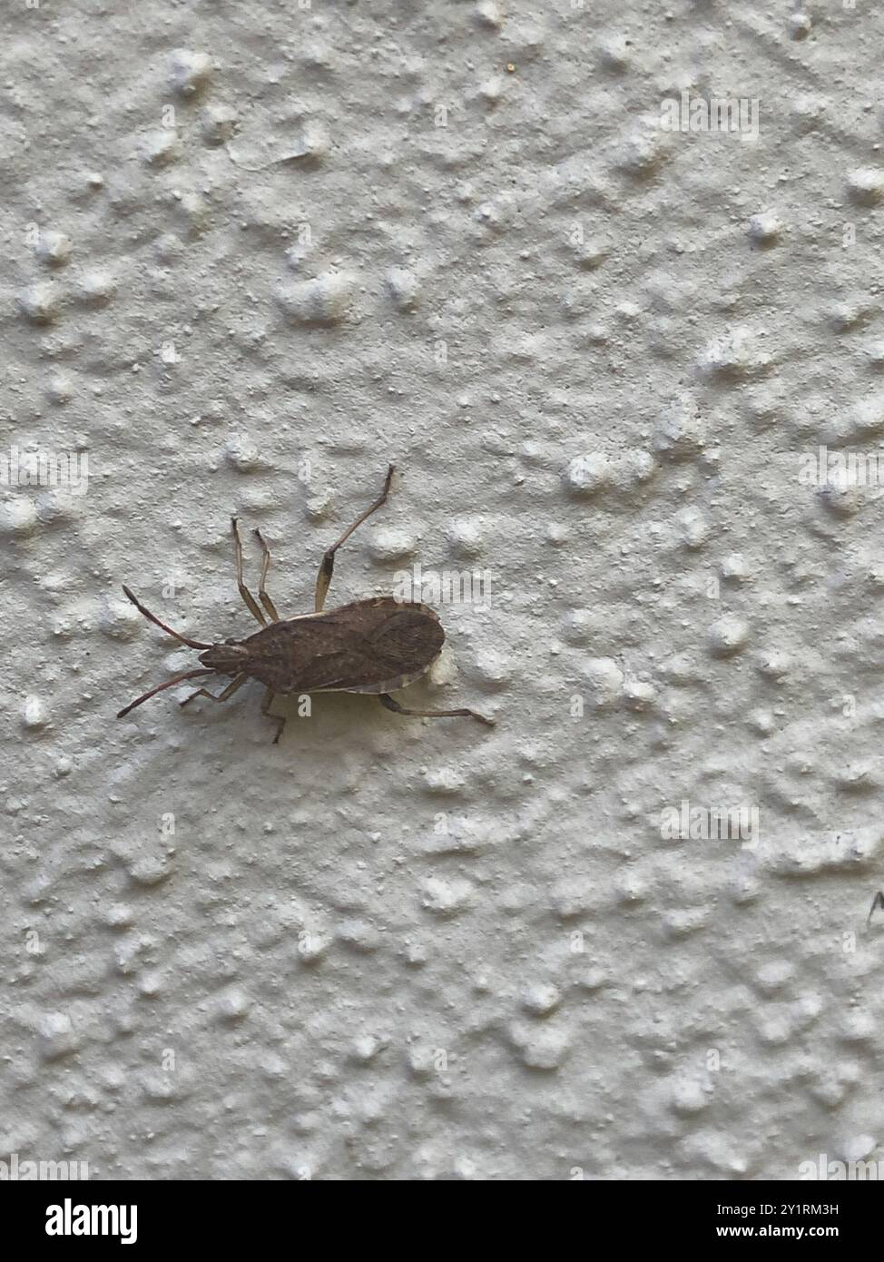 Slender-horned Leatherbug (Ceraleptus lividus) Insecta Stock Photo - Alamy