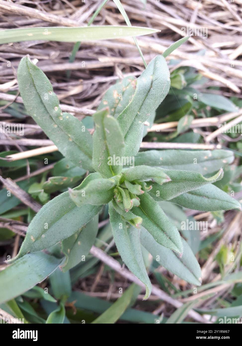 corn gromwell (Buglossoides arvensis) Plantae Stock Photo - Alamy