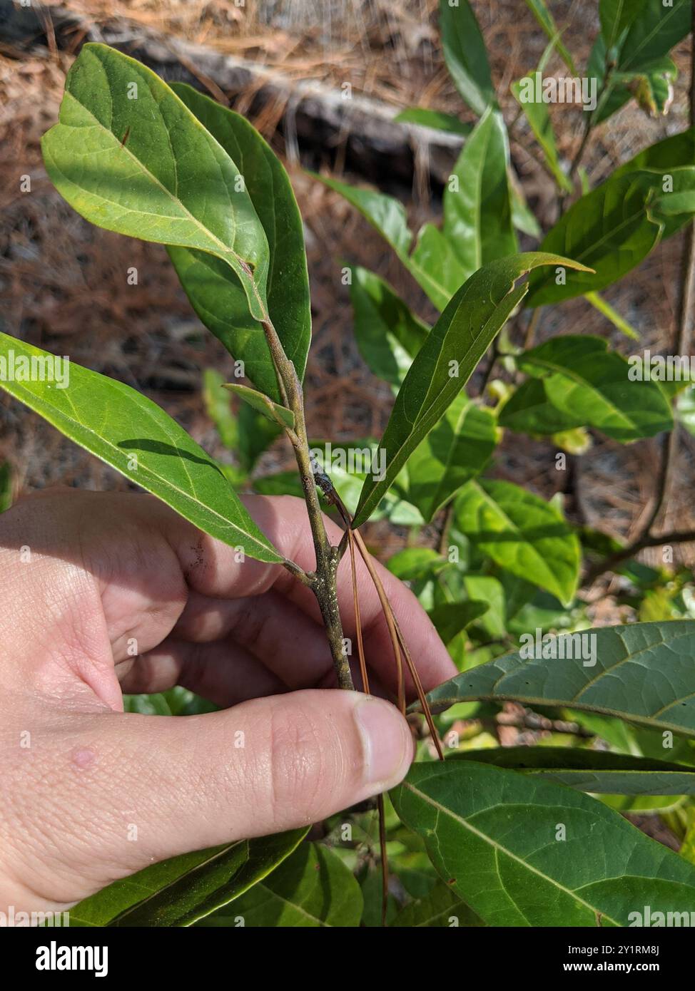 Swamp Bay (Persea palustris) Plantae Stock Photo - Alamy