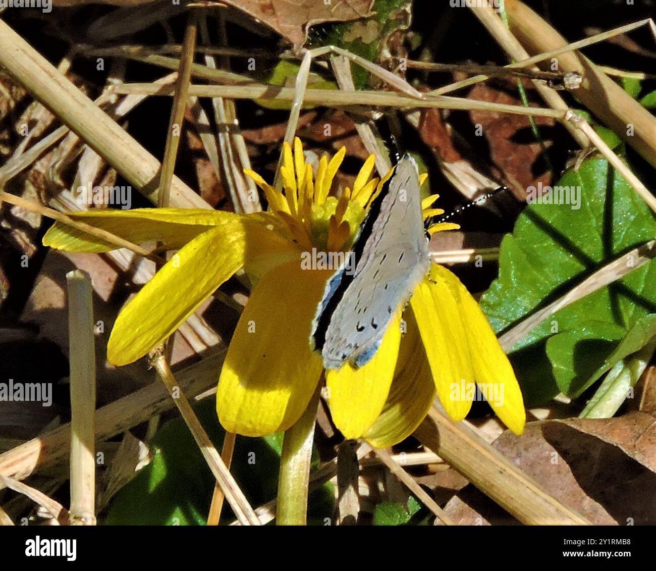 Spring Azure (Celastrina ladon) Insecta Stock Photo - Alamy