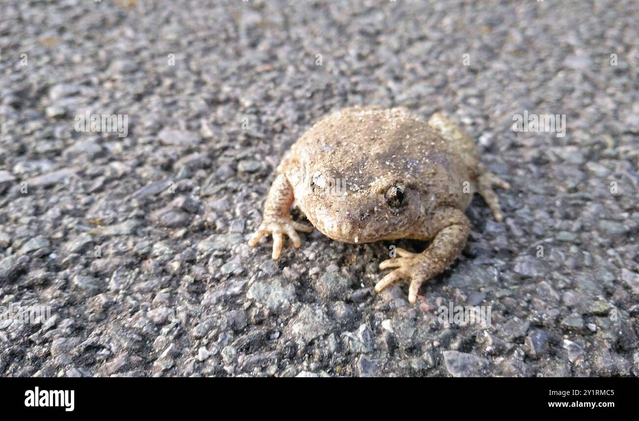 Common Midwife Toad (Alytes obstetricans) Amphibia Stock Photo - Alamy