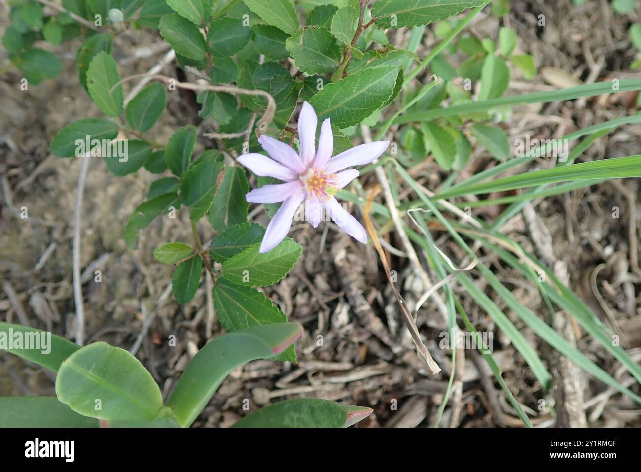 Crossberry (Grewia occidentalis) Plantae Stock Photo - Alamy
