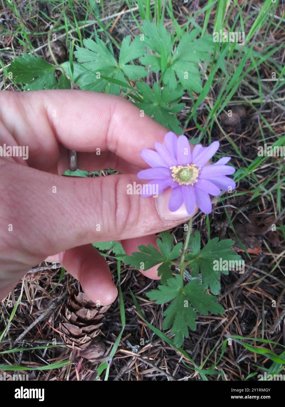 Greek Anemone (Anemonoides blanda) Plantae Stock Photo - Alamy