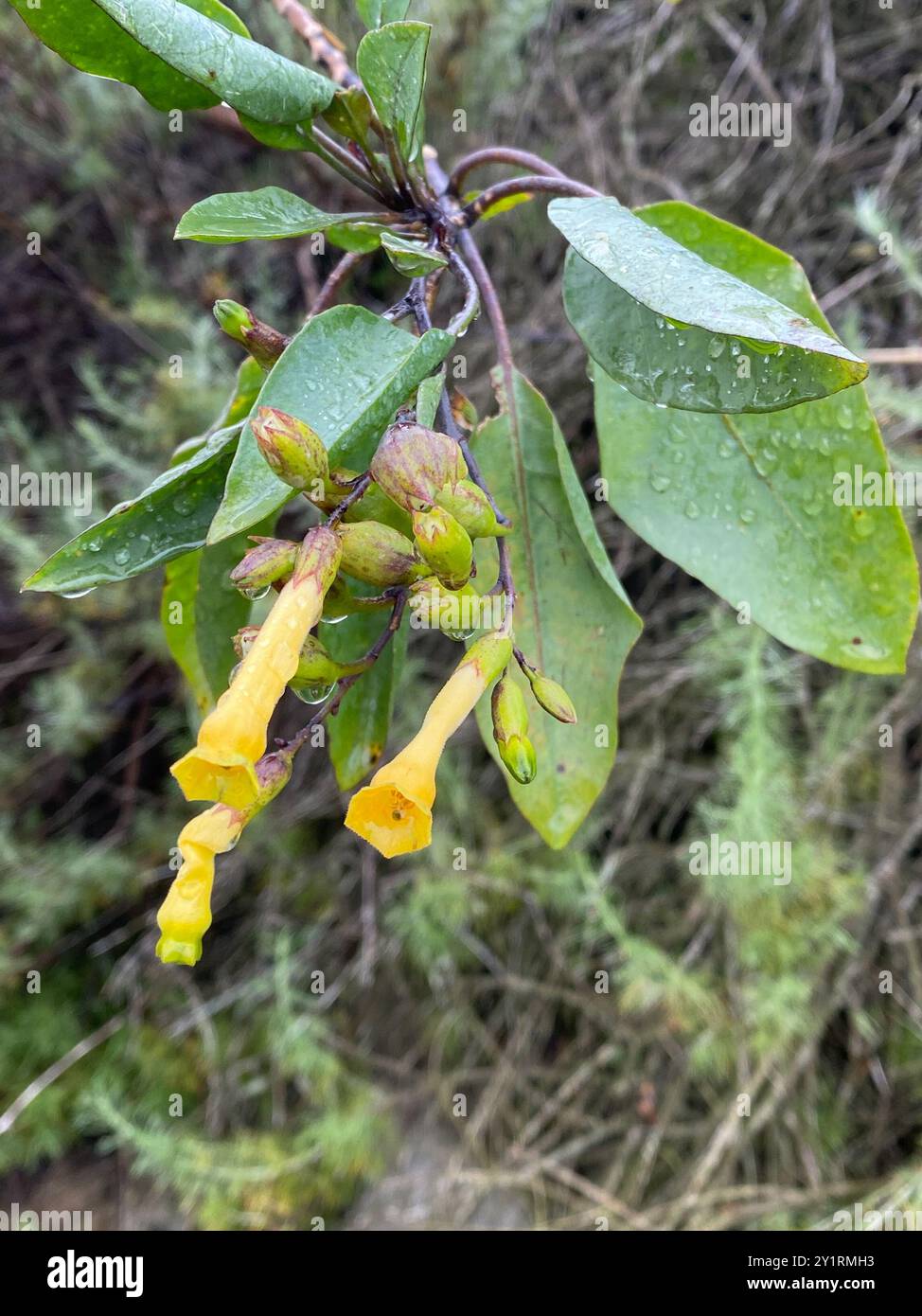tree tobacco (Nicotiana glauca) Plantae Stock Photo - Alamy