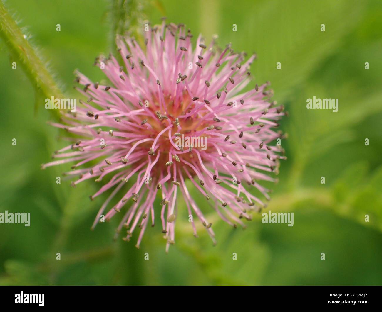 giant false sensitive plant (Mimosa diplotricha) Plantae Stock Photo ...