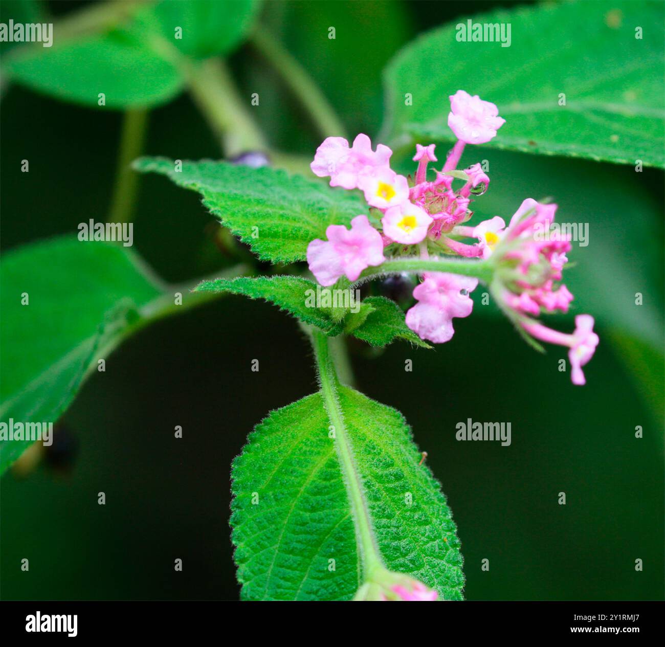 lantanas (Lantana) Plantae Stock Photo - Alamy