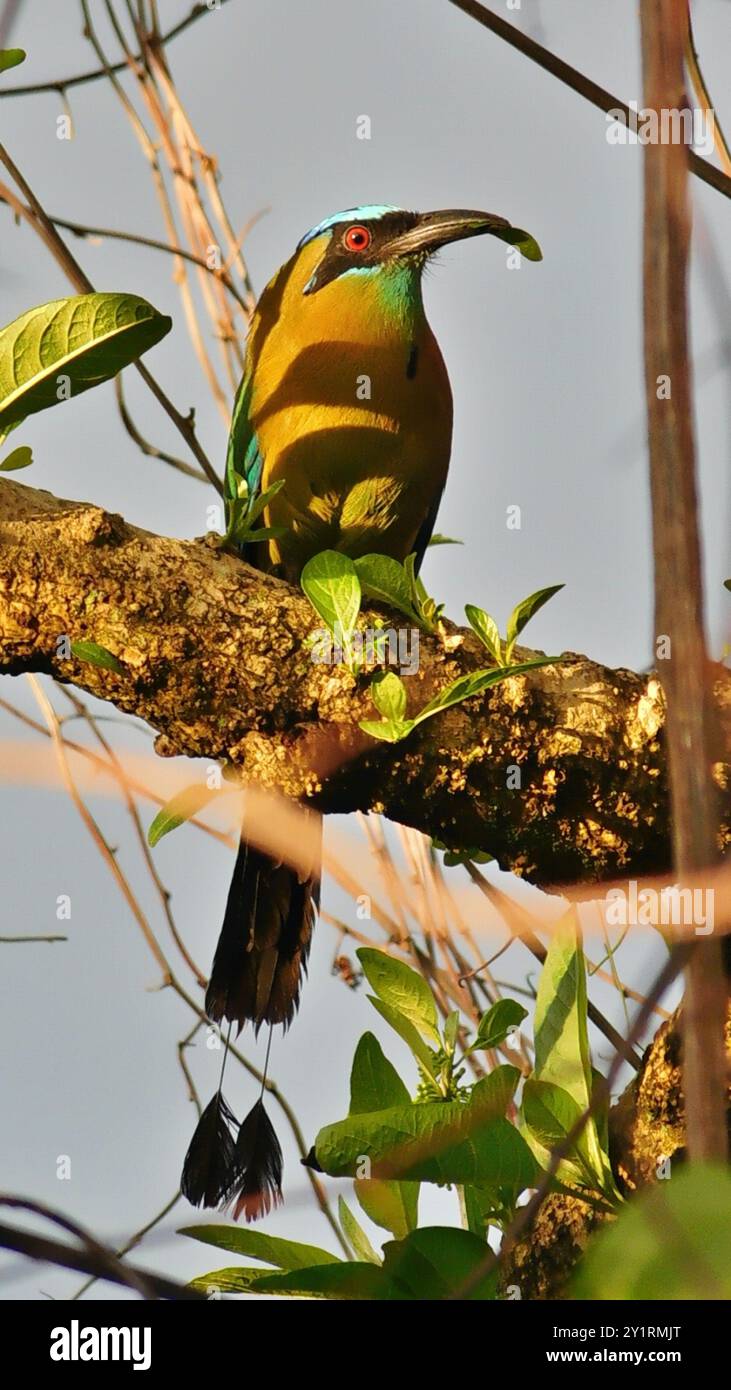 Lesson's Motmot (Momotus lessonii) Aves Stock Photo - Alamy