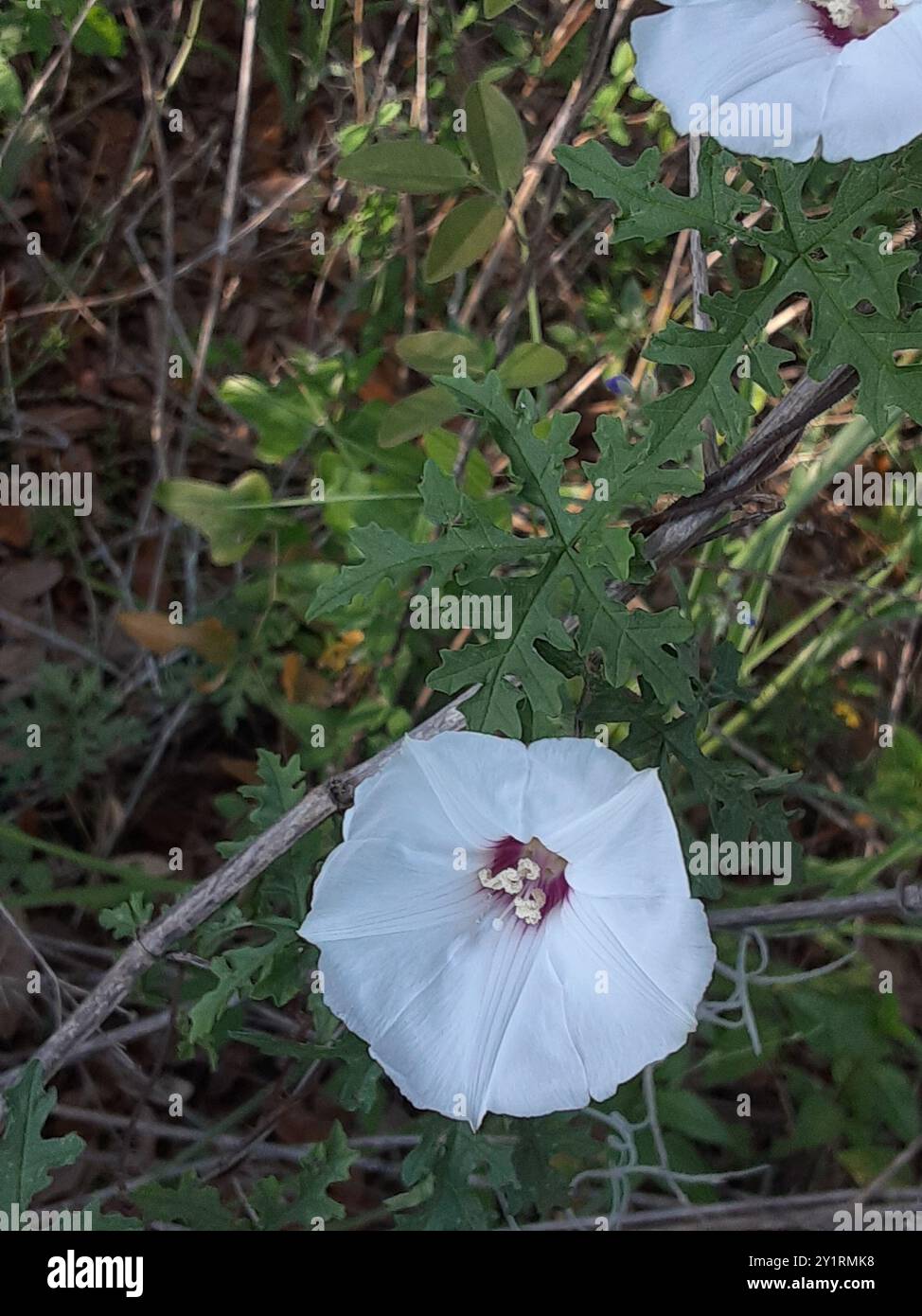 Alamo vine (Distimake dissectus) Plantae Stock Photo - Alamy