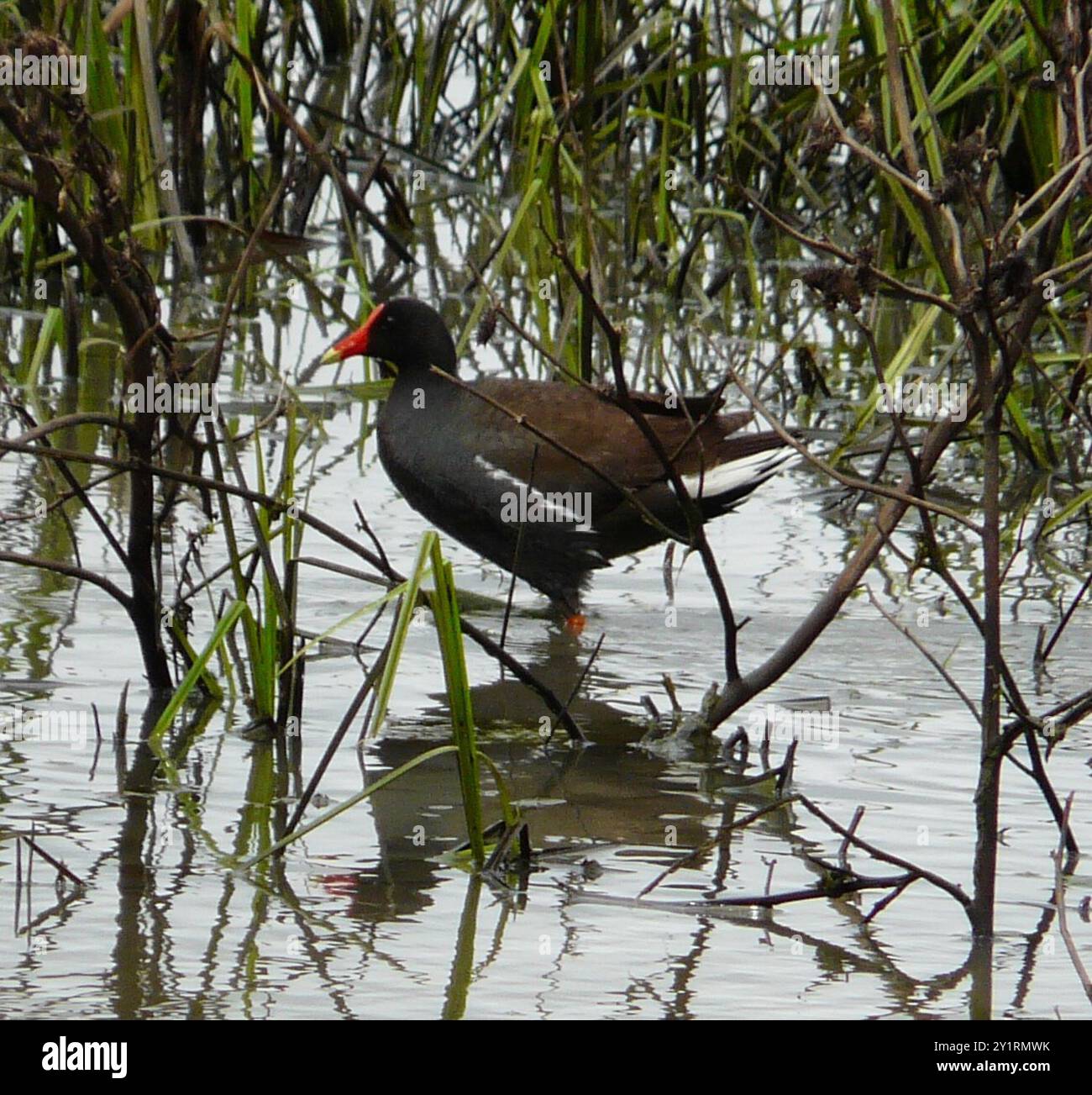 Common Gallinule (Gallinula galeata) Aves Stock Photo - Alamy