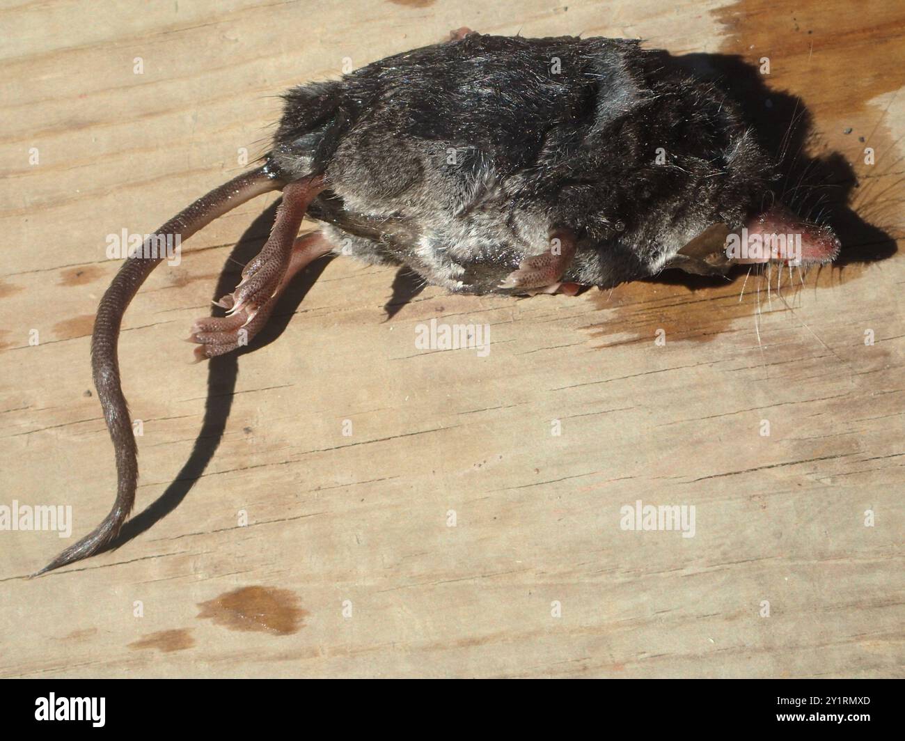 Water shrew sorex hi-res stock photography and images - Alamy
