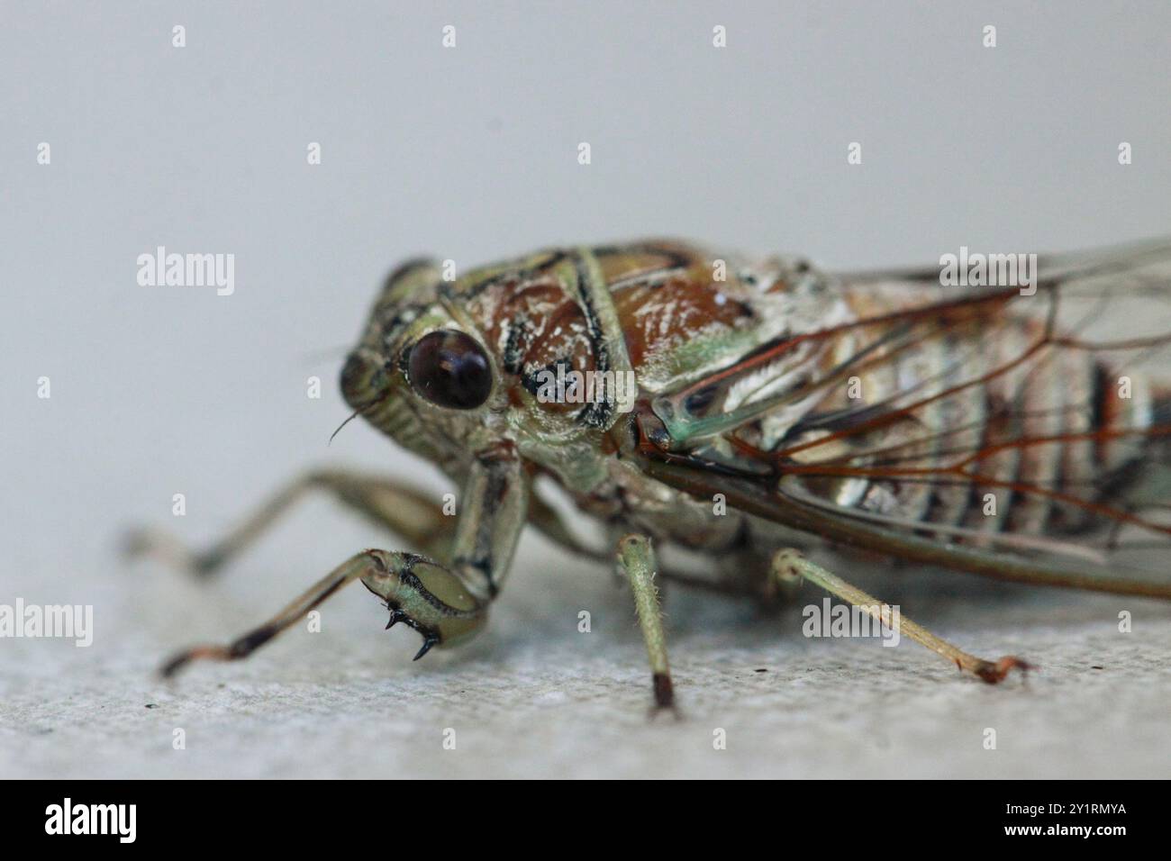 Tamasa hi-res stock photography and images - Alamy