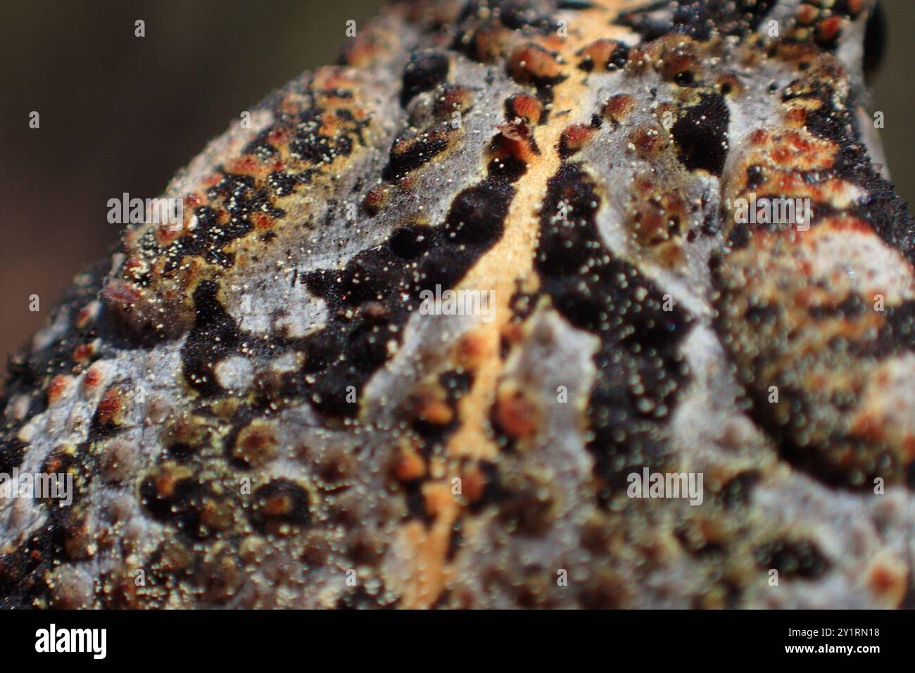 Oak Toad (Anaxyrus quercicus) Amphibia Stock Photo - Alamy