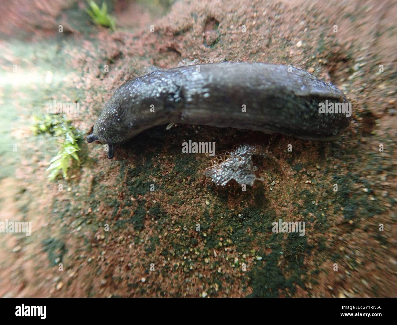 hortensis-group Arion Slugs (Kobeltia) Mollusca Stock Photo - Alamy