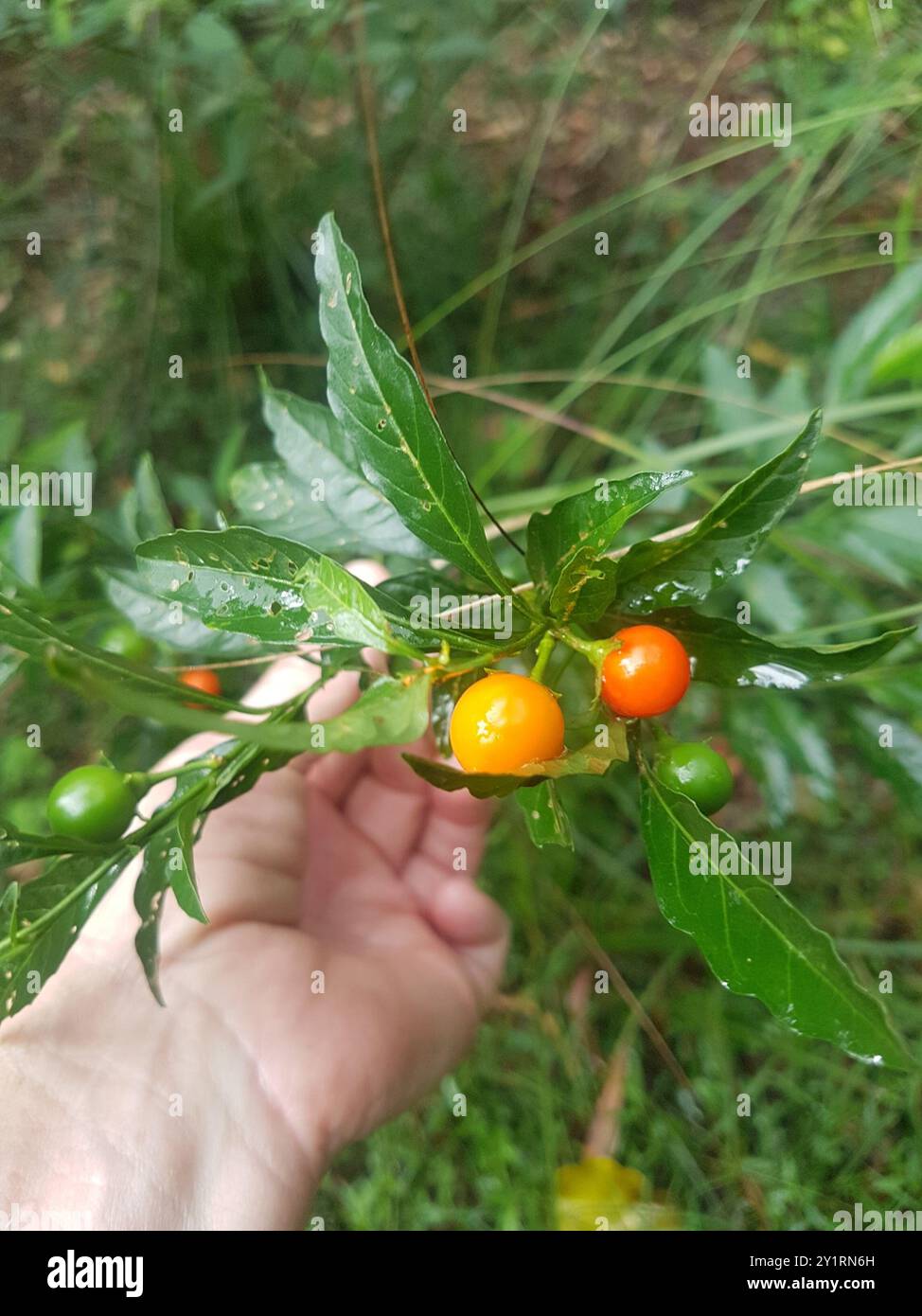 Jerusalem cherry (Solanum pseudocapsicum) Plantae Stock Photo - Alamy