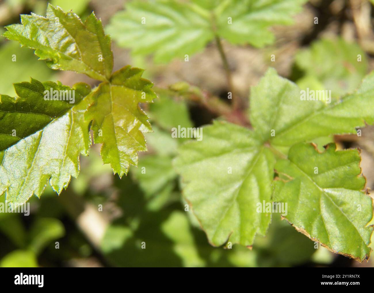 southern dewberry (Rubus trivialis) Plantae Stock Photo - Alamy