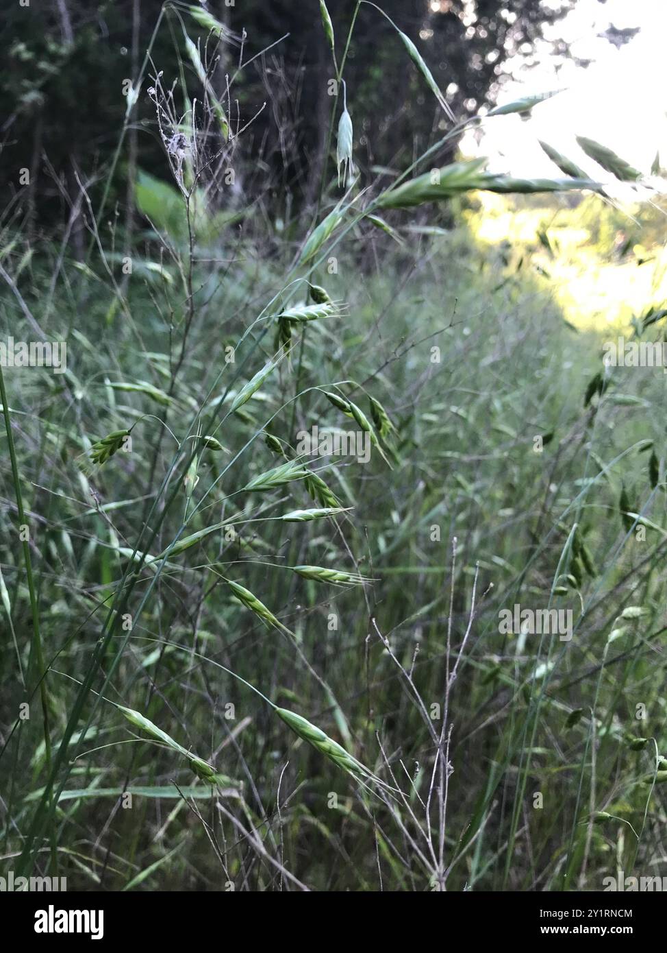 Japanese brome (Bromus japonicus) Plantae Stock Photo - Alamy