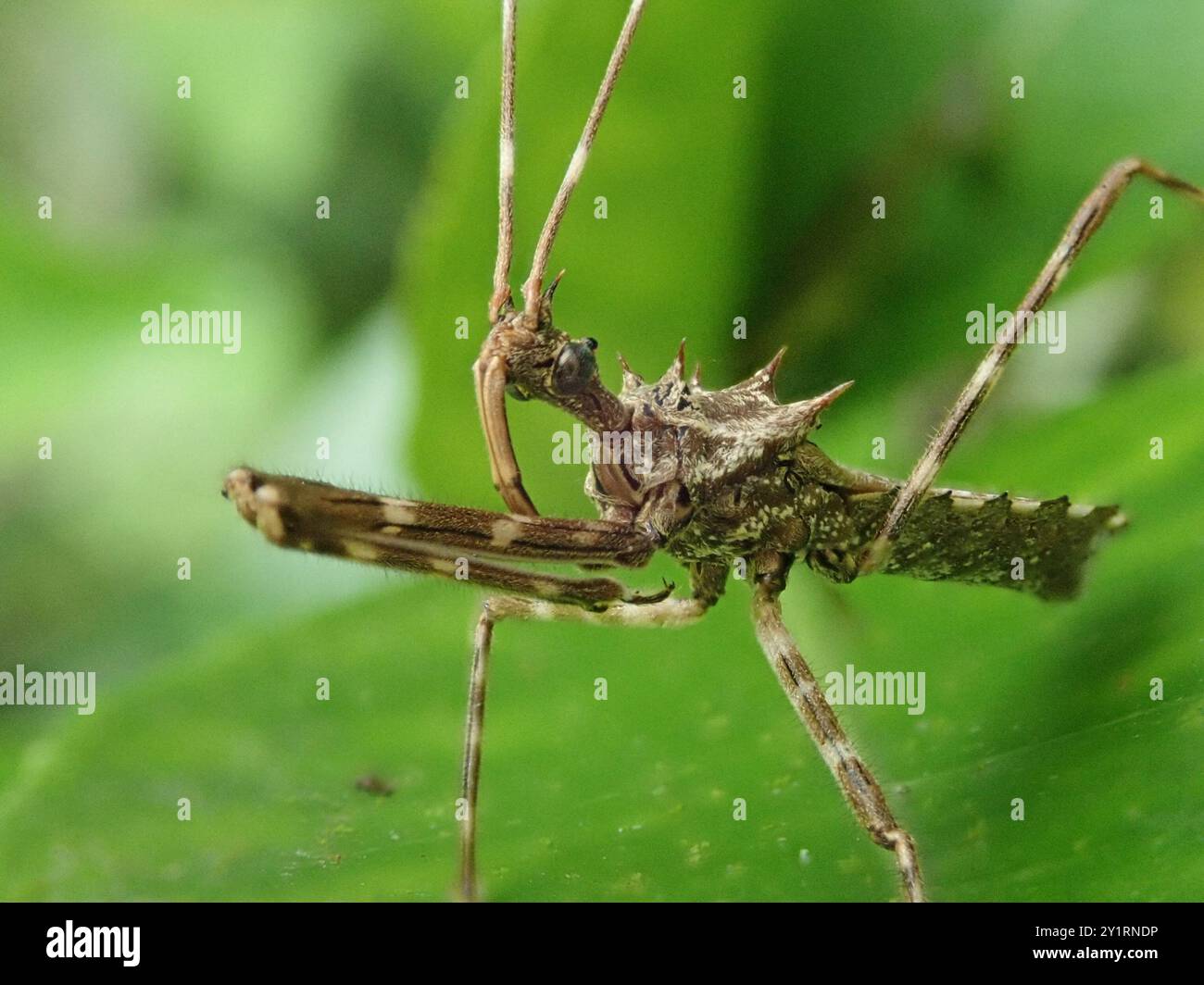 Heza hi-res stock photography and images - Alamy