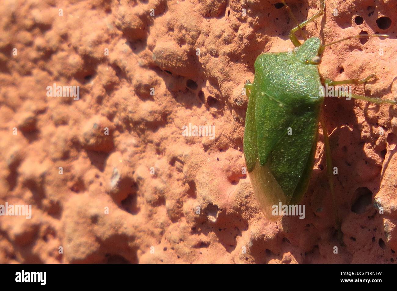 Southern Green Stink Bug (Nezara viridula) Insecta Stock Photo - Alamy