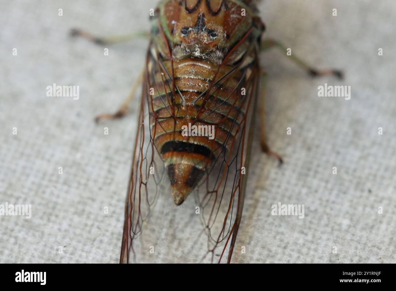 Brown Bunyip (Tamasa tristigma) Insecta Stock Photo - Alamy