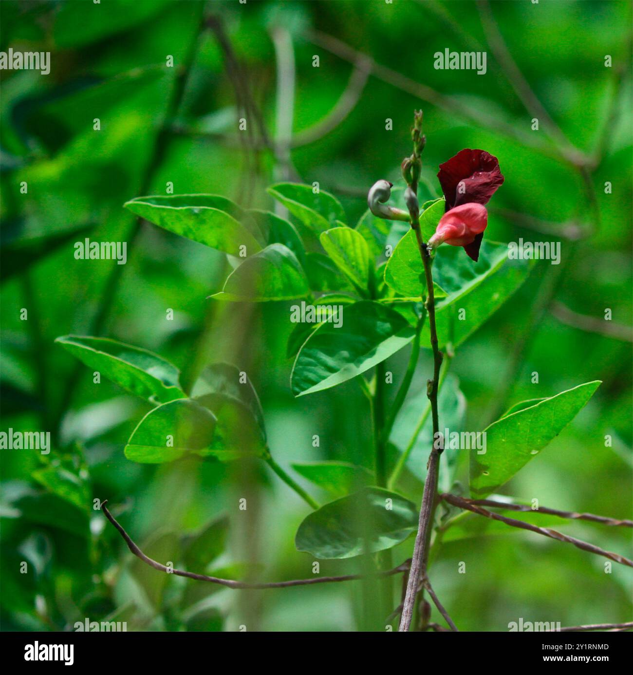 Phasey Bean (Macroptilium lathyroides) Plantae Stock Photo - Alamy