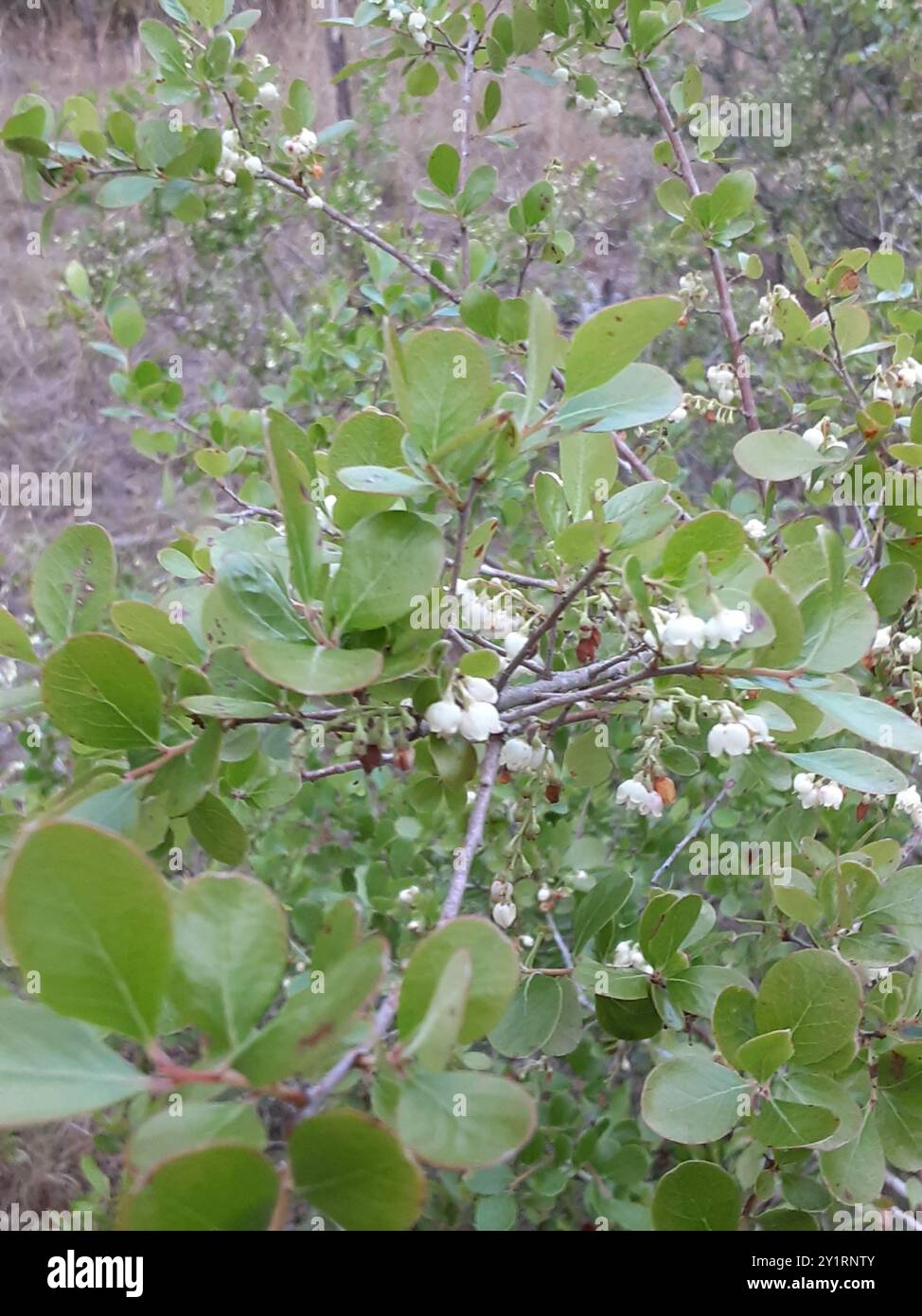 sparkleberry (Vaccinium arboreum) Plantae Stock Photo - Alamy