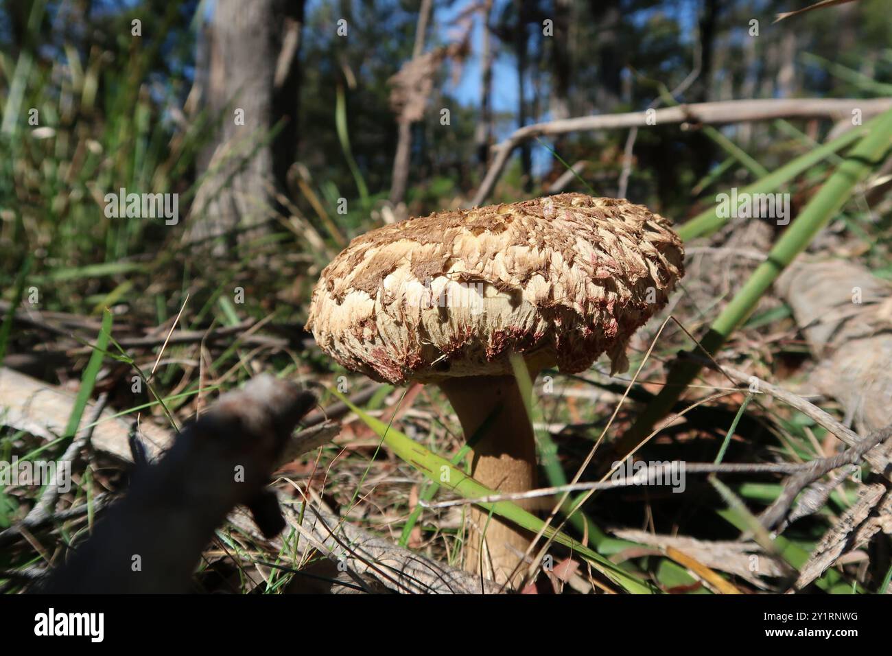 shaggy cap (Boletellus emodensis) Fungi Stock Photo - Alamy