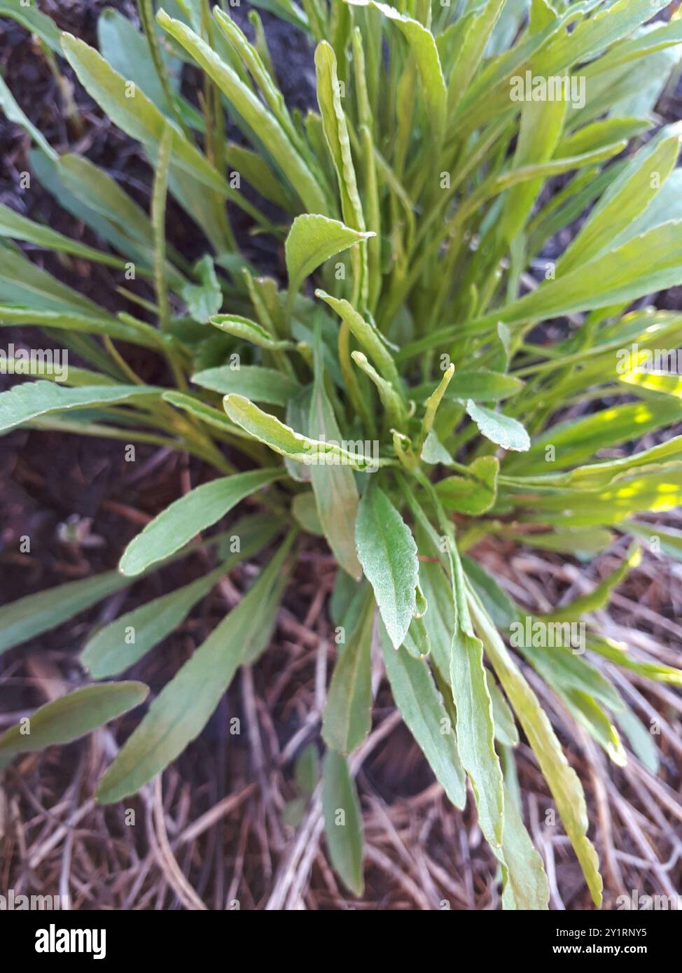 Lance-leaved Coreopsis (Coreopsis lanceolata) Plantae Stock Photo - Alamy