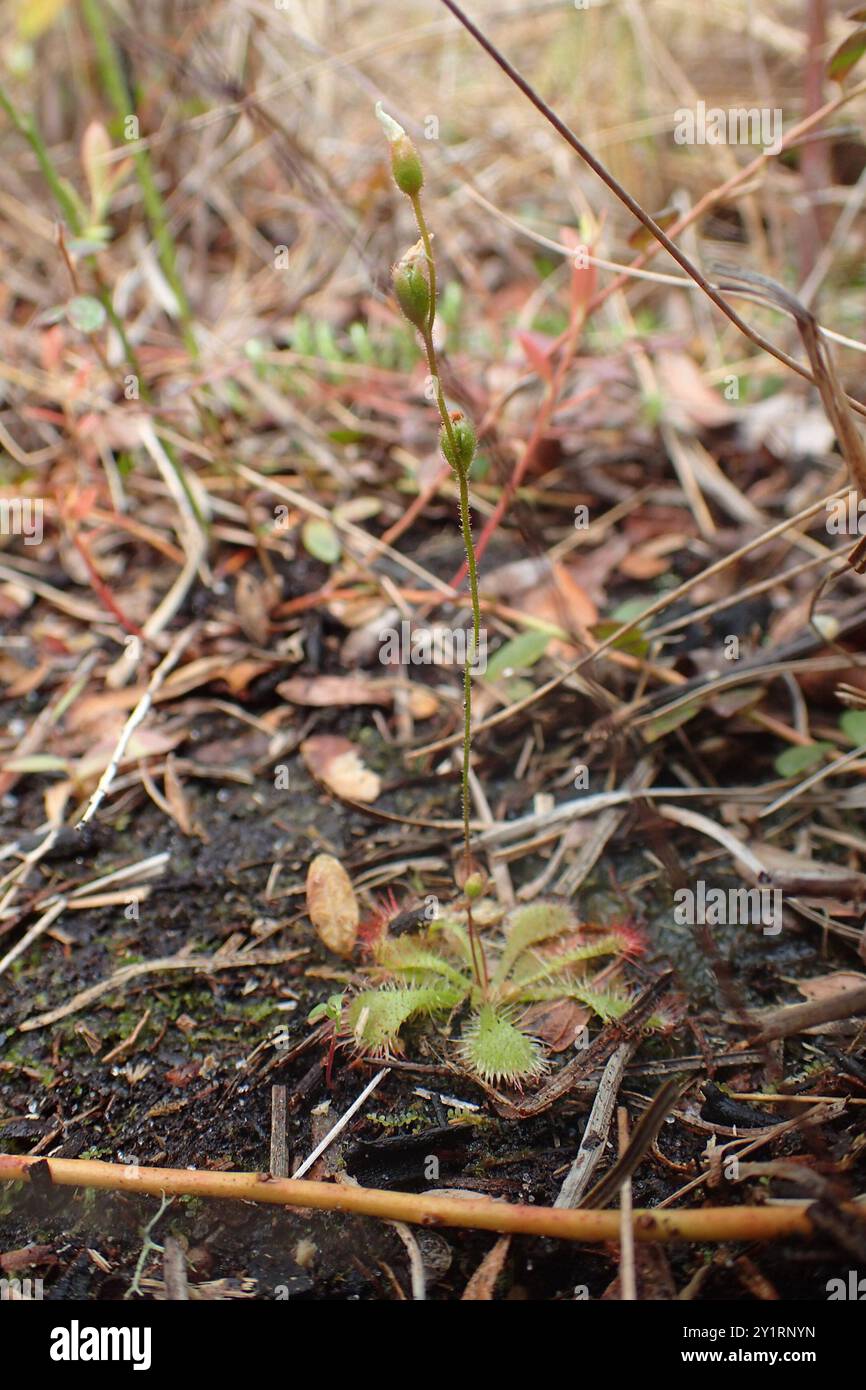 dwarf sundew (Drosera brevifolia) Plantae Stock Photo - Alamy