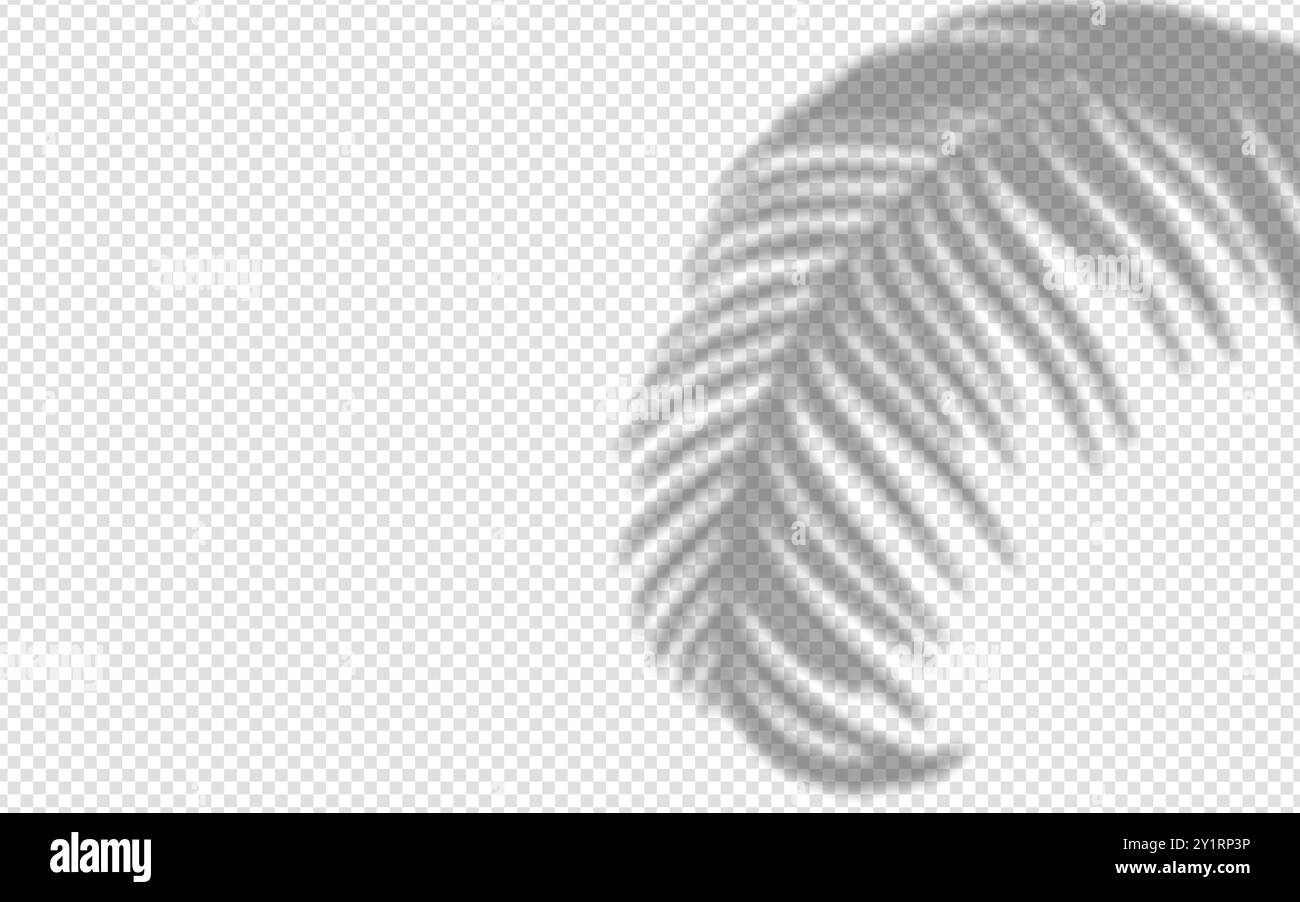 Shadow overlay from a palm tree branch isolated on a transparent ...