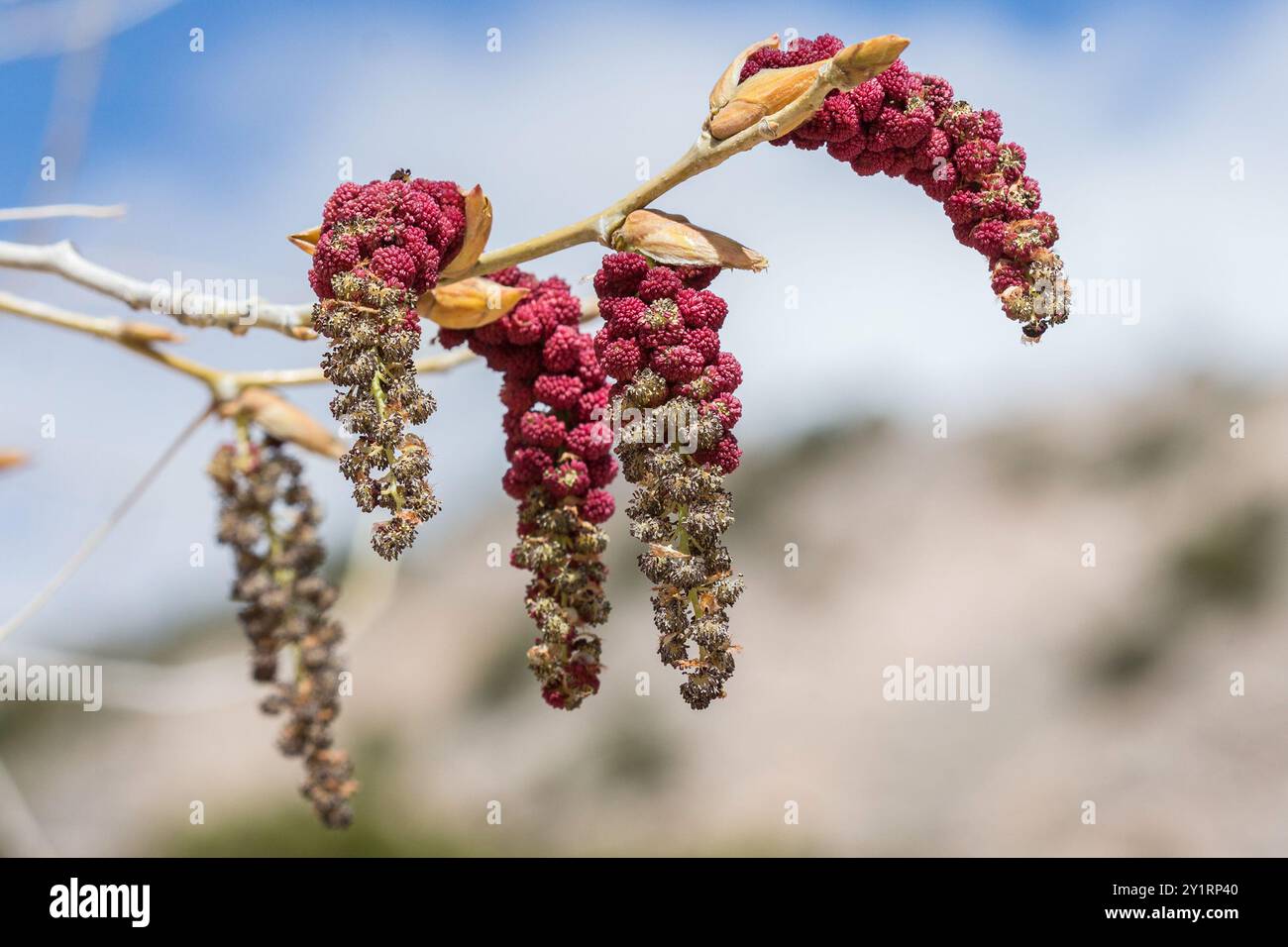 Rio Grande cottonwood (Populus deltoides wislizeni) Plantae Stock Photo ...