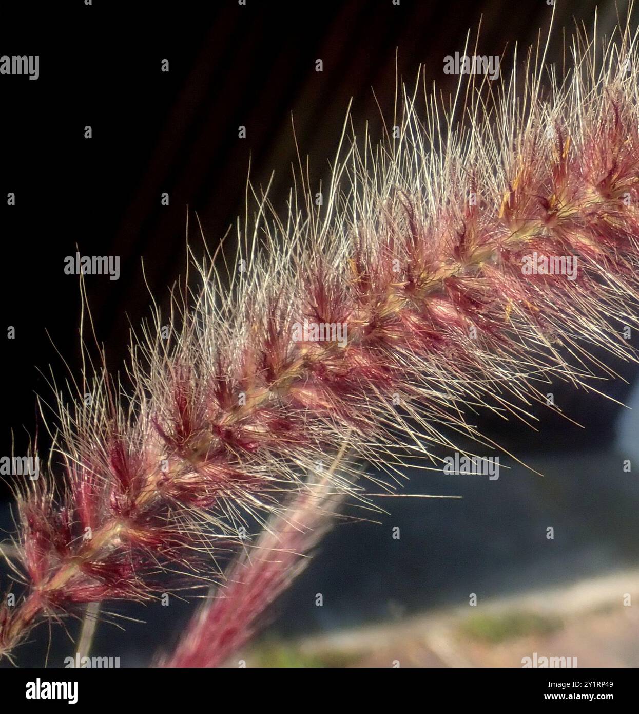 Fountain Grass (Cenchrus setaceus) Plantae Stock Photo - Alamy