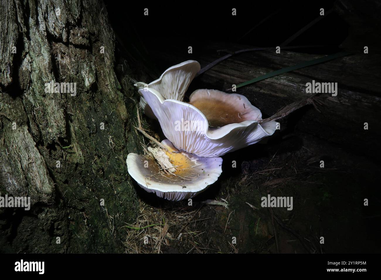ghost fungus (Omphalotus nidiformis) Fungi Stock Photo - Alamy