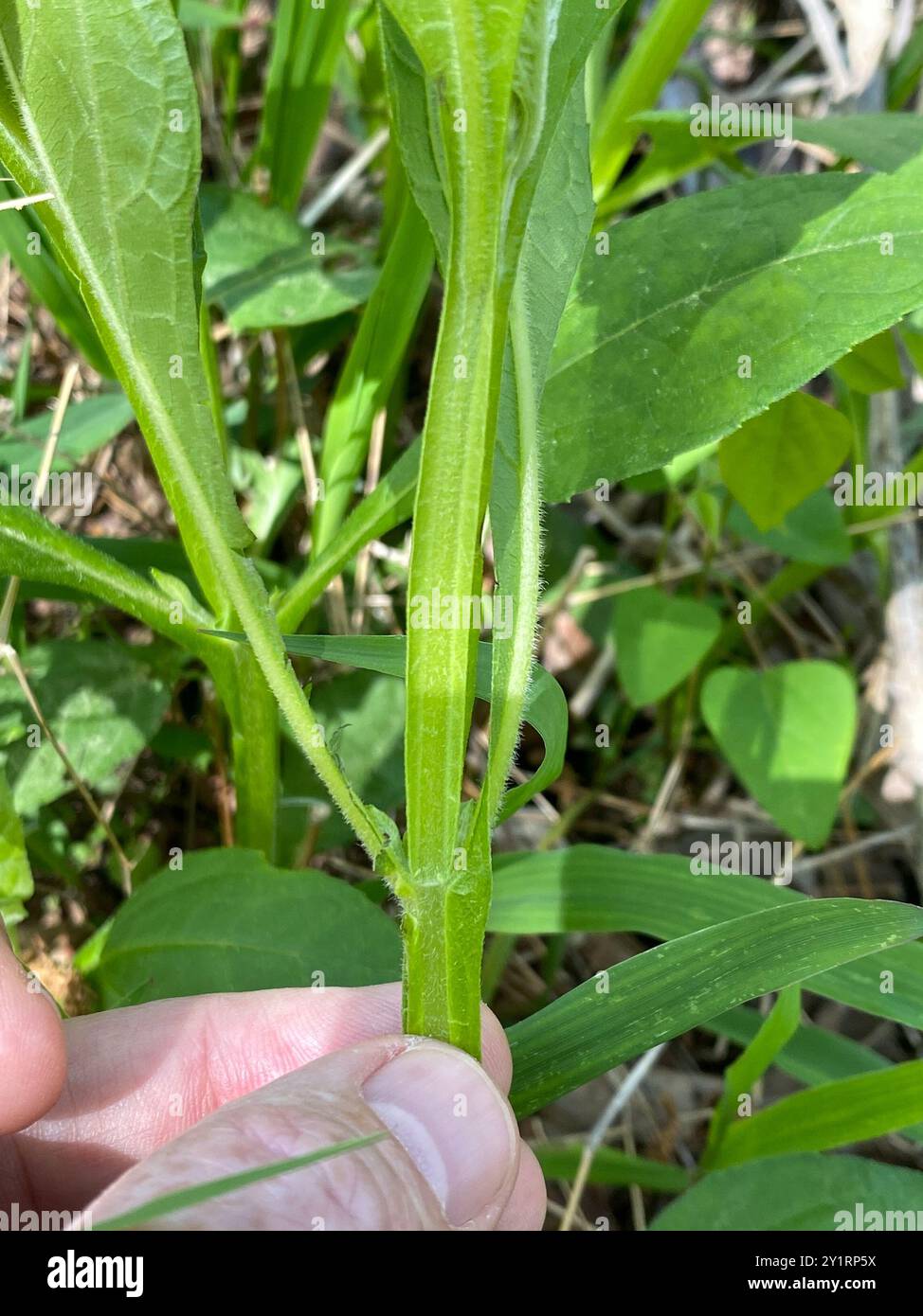 Yellow Crownbeard (Verbesina occidentalis) Plantae Stock Photo - Alamy