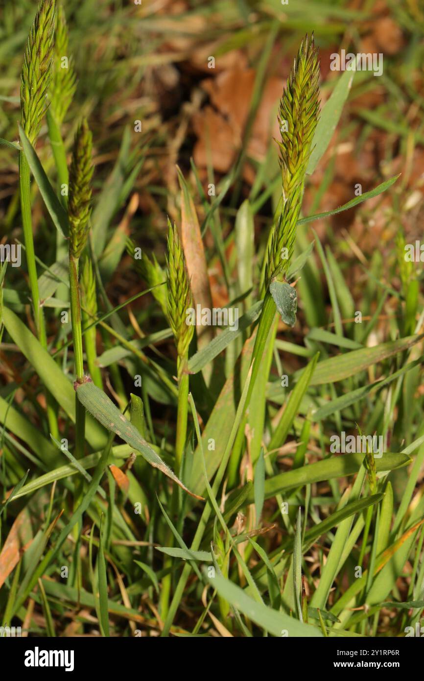 sweet vernal grass (Anthoxanthum odoratum) Plantae Stock Photo - Alamy