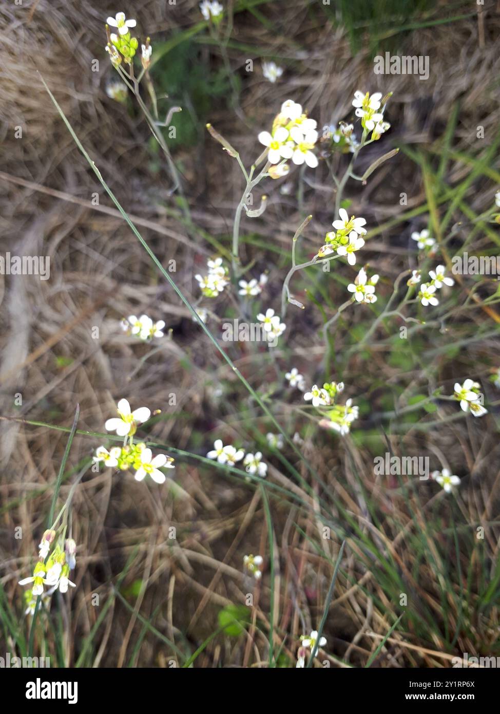 Common Whitlowgrass (Draba verna) Plantae Stock Photo - Alamy