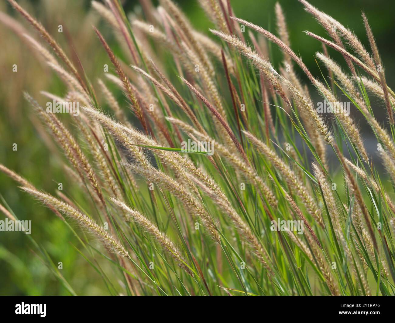 feathery pennisetum (Cenchrus setosus) Plantae Stock Photo - Alamy