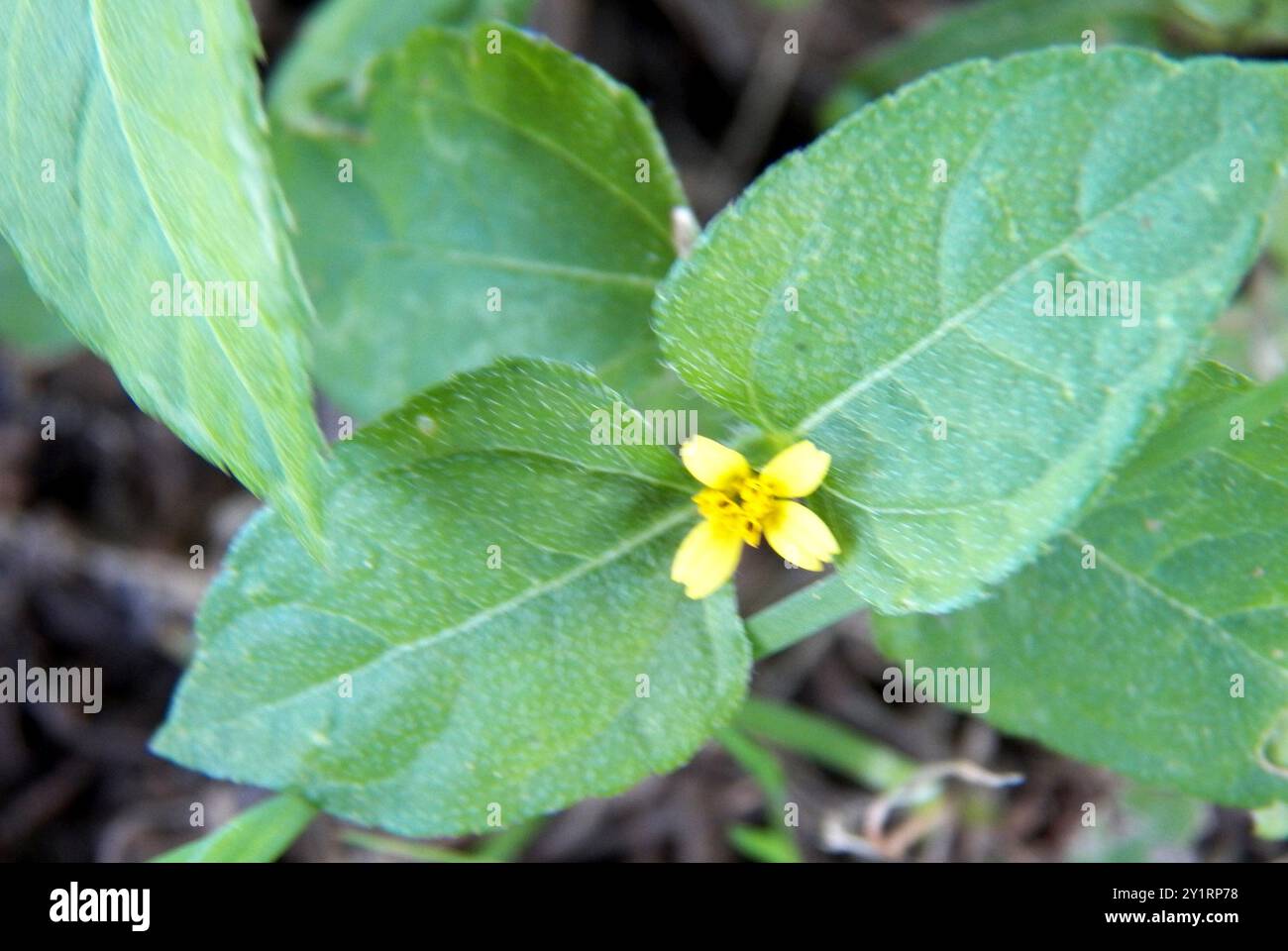 straggler daisy (Calyptocarpus vialis) Plantae Stock Photo - Alamy