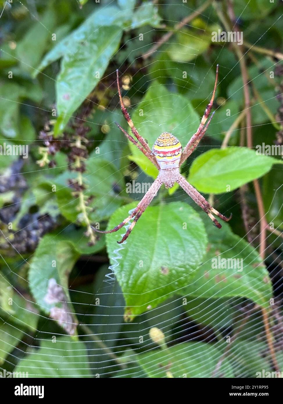 Saint Andrew's Cross Spider (Argiope keyserlingi) Arachnida Stock Photo ...